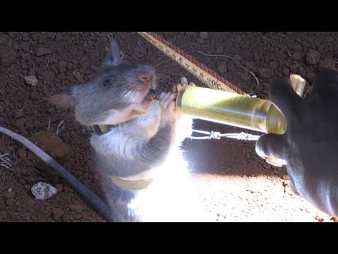Rats with nose for trouble train to save lives in Tanzania - YouTube