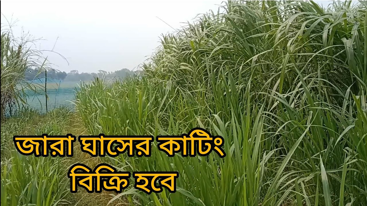 জারা ঘাসের কাটিং বিক্রি করা হয়।Jara grass cutting are sold.whatsapp ...