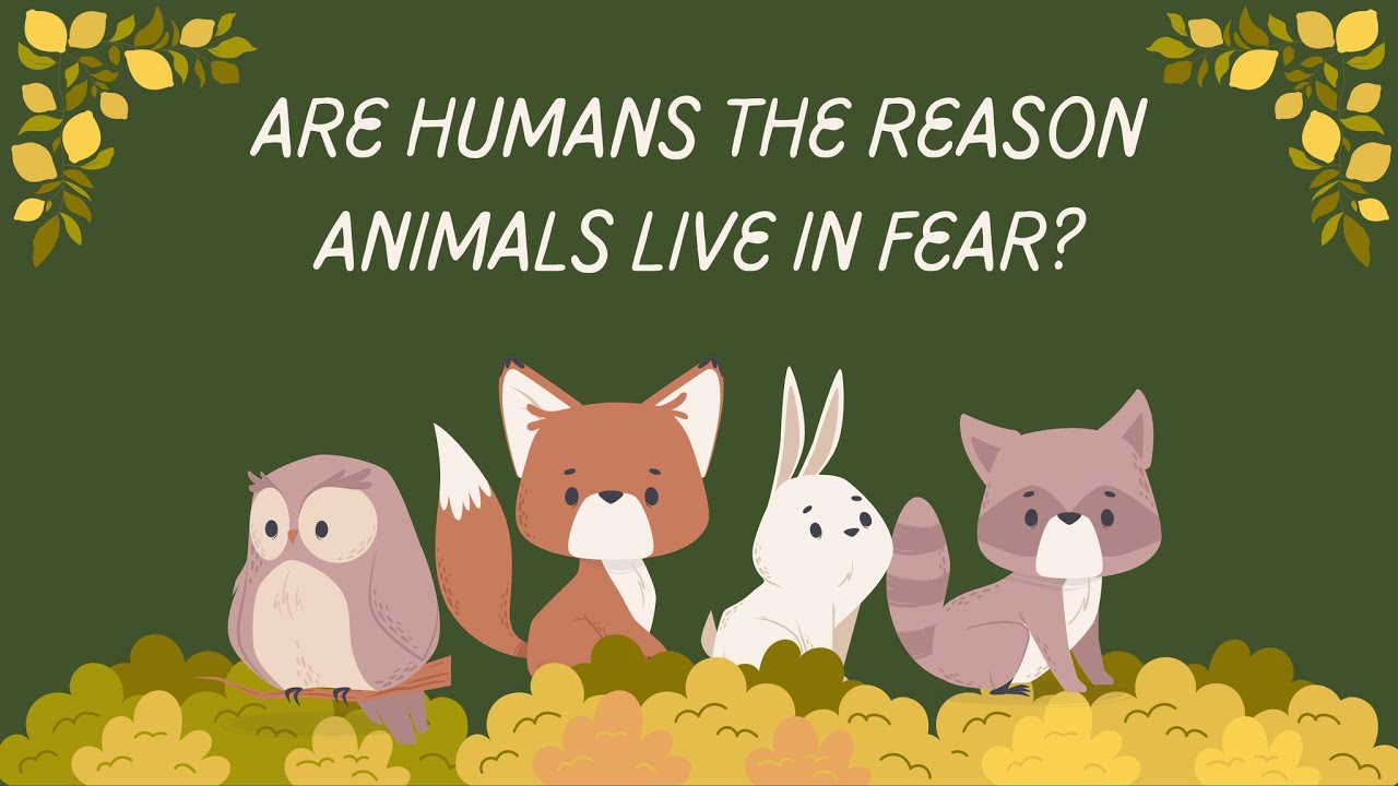 FNL #156 - Are humans the reason animals live in fear? - YouTube