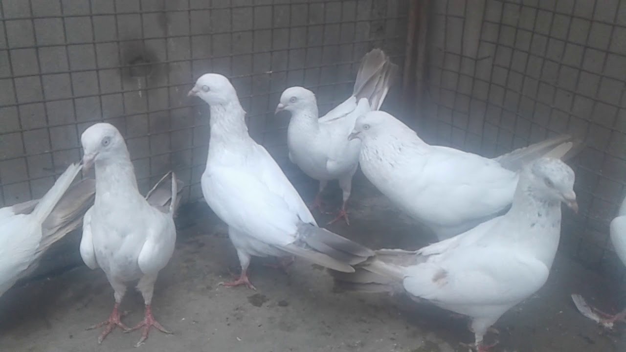 Ajay Verma lal duma high flying pigeon roorkee mobile phone. 8755049669 ...