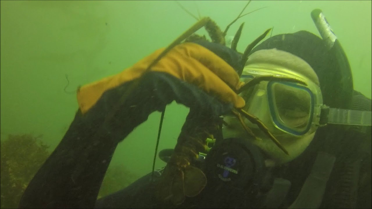 Diving Dana Point 9-15-18 - ORCAS!! - YouTube