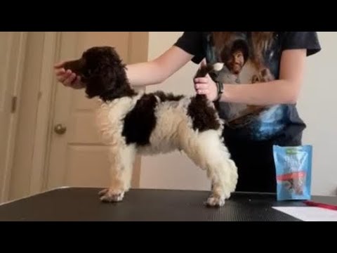 Poodle Pup Structural Evaluation AKC/UKC Breed Standard Emerald - YouTube
