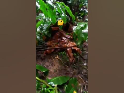 # ztracen v pralese, lost in the forest 🤸 - YouTube