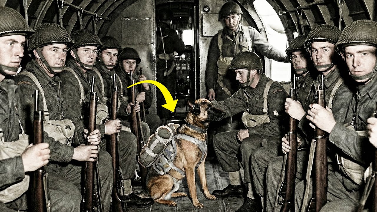 The “Paratrooper Dog” Who Saved British Soldiers From Mines on D-Day ...