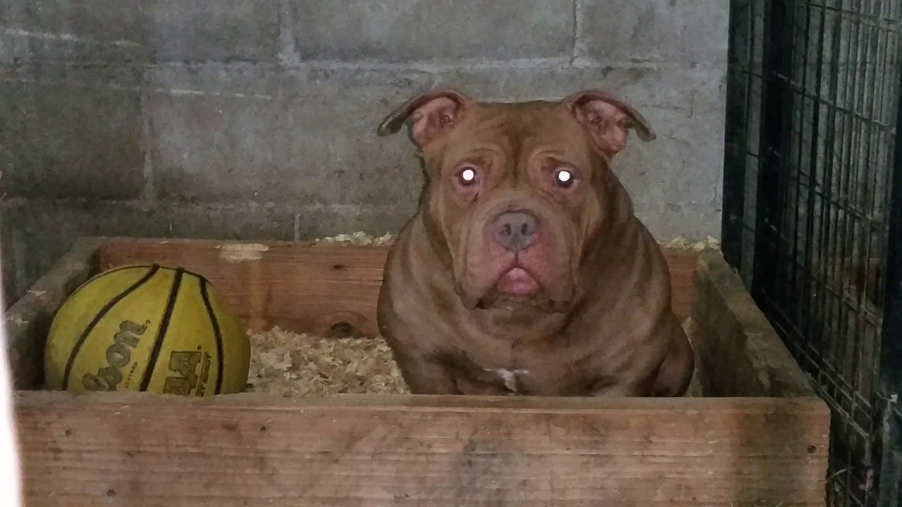 Big Johns Bully House - YouTube
