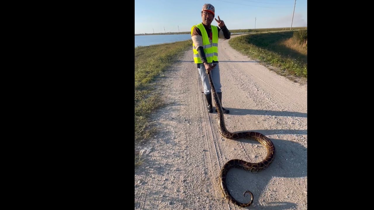 MONSTER PYTHON DEER EATER CAPTURED AND REMOVED OUT OF FLORIDA ...