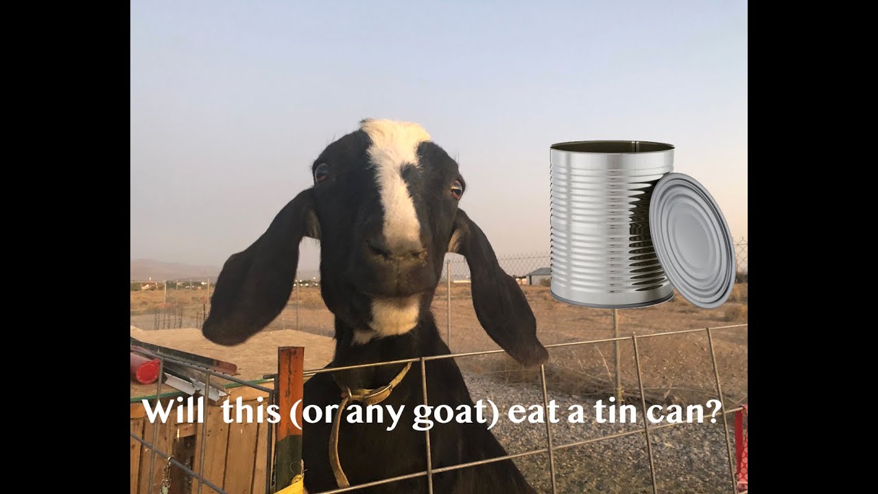 Will A goat eat a tin can With whipped cream - YouTube