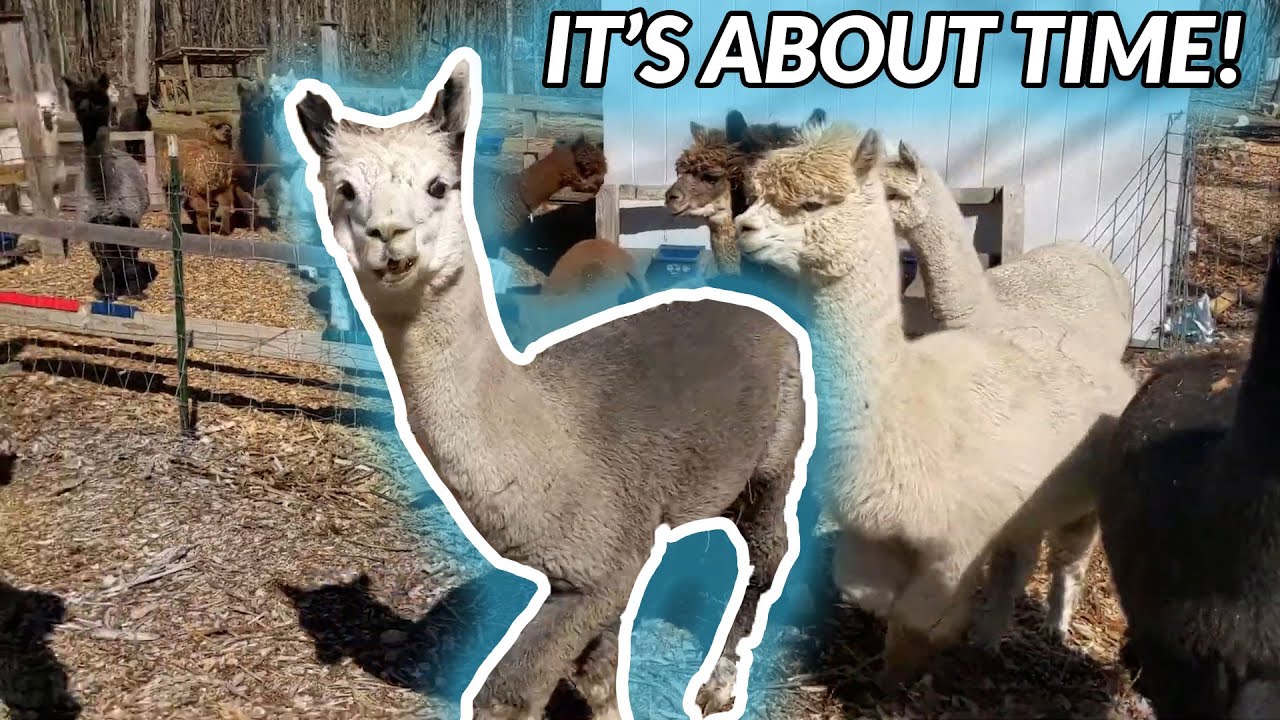 The NEW PASTURE is FINALLY DONE! Alpacas Moving in - YouTube