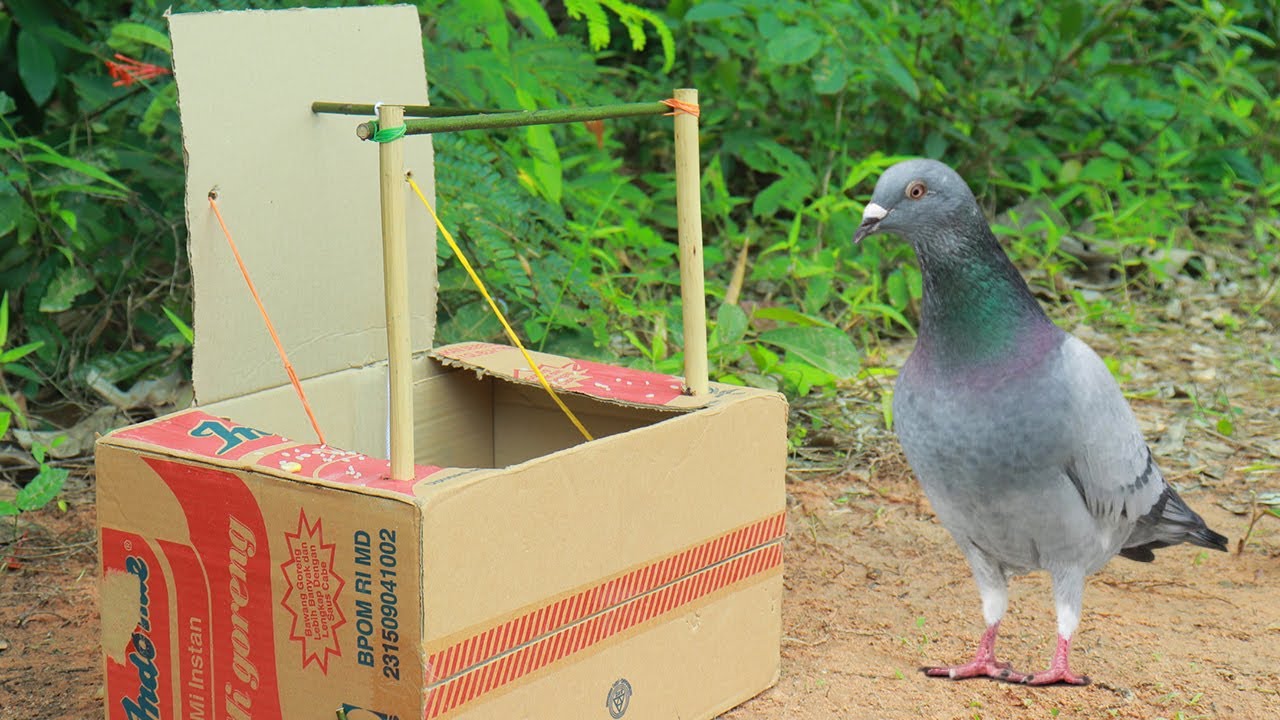 Creative Unique Quick Pigeon Trap Make From Cardboard Box And Woods ...