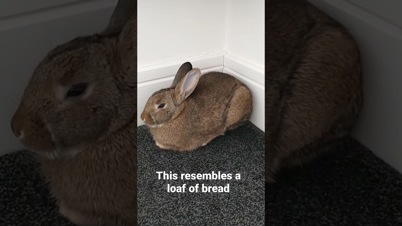 Bunny in loaf position - YouTube