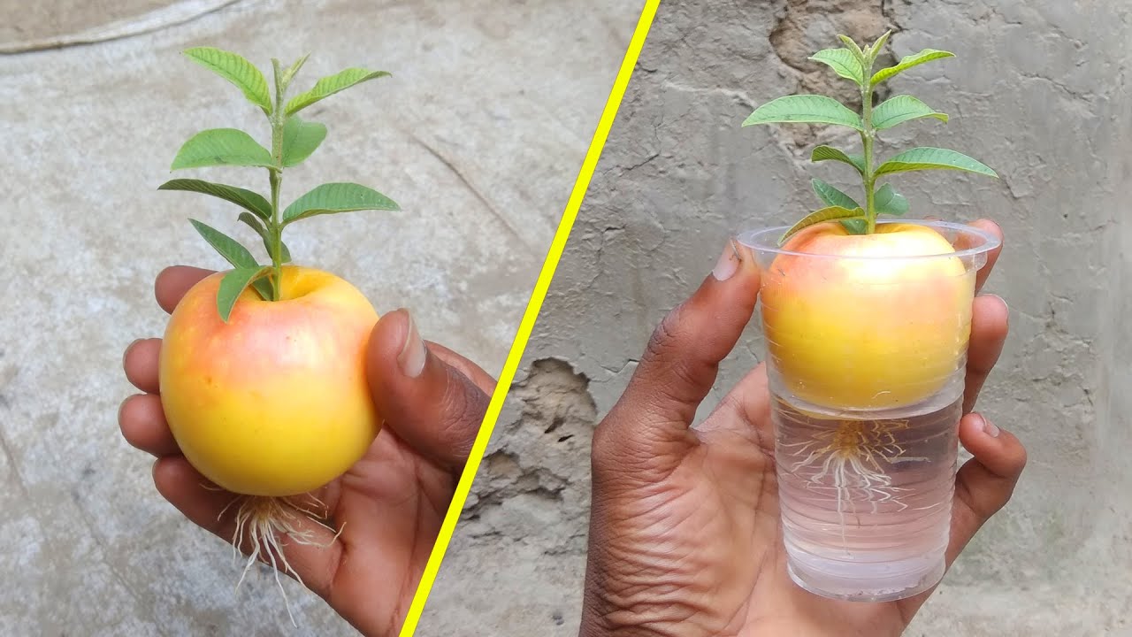 How to grow Apple tree from Apple fruit Easy method - YouTube