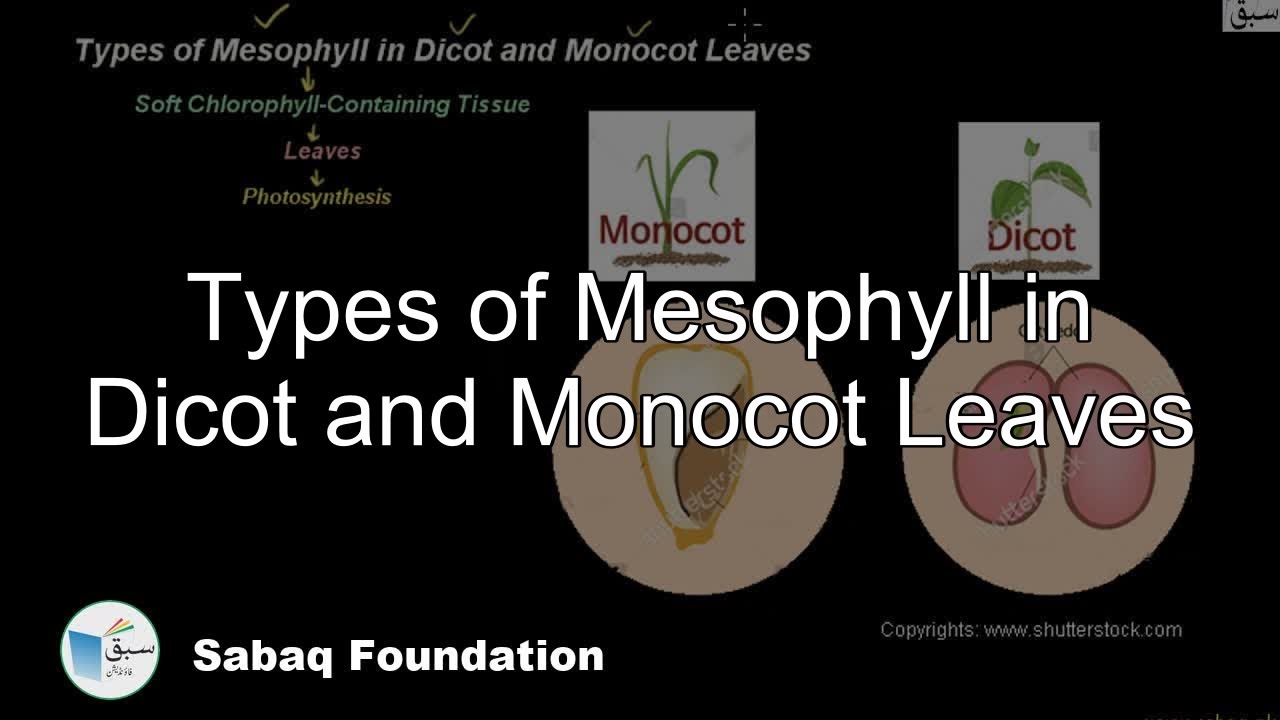 Types of Mesophyll in Dicot and Monocot Leaves, Biology Lecture | Sabaq ...