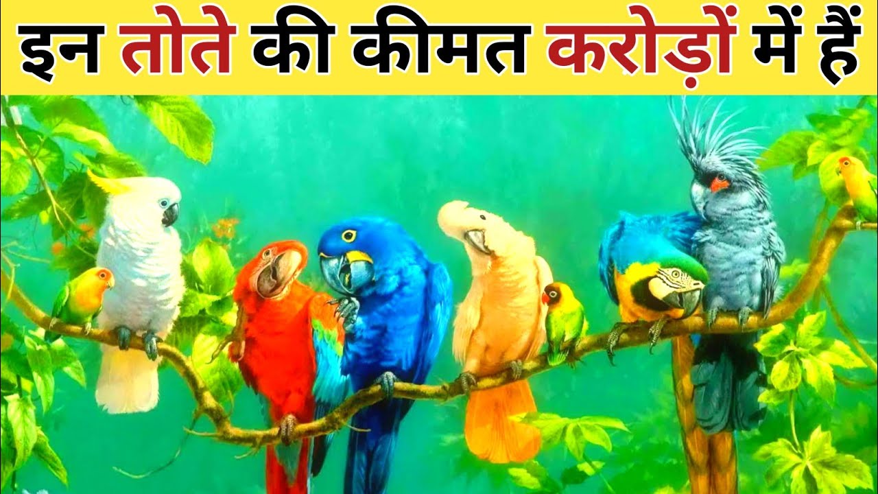 दुनिया के सबसे खूबसूरत और महंगे तोते।10 most Beautiful Parrots in the ...
