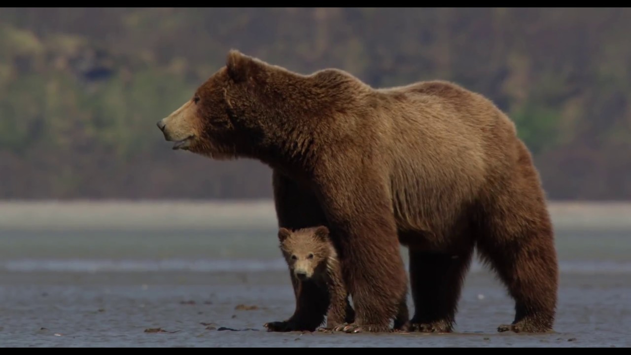 Bears | Official Trailer | (2014) - YouTube