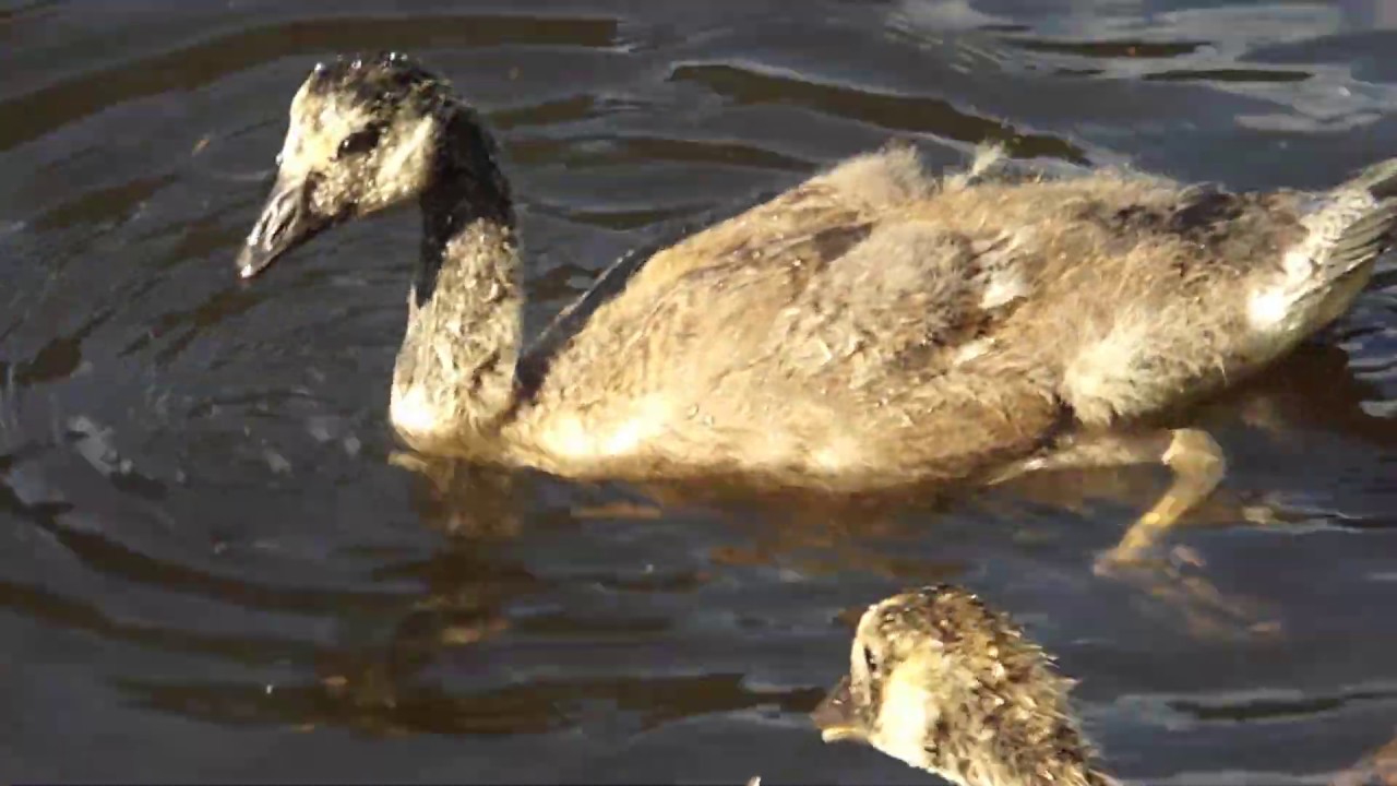 Canada Geese & Adolescent Goslings, Rochdale Canal, Sowerby Bridge, 1/3 ...