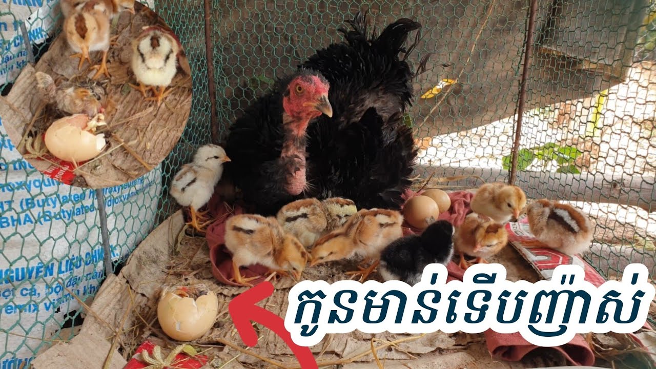 Hen collects 17 eggs to hatch / 13 chicks with 1 hen - YouTube