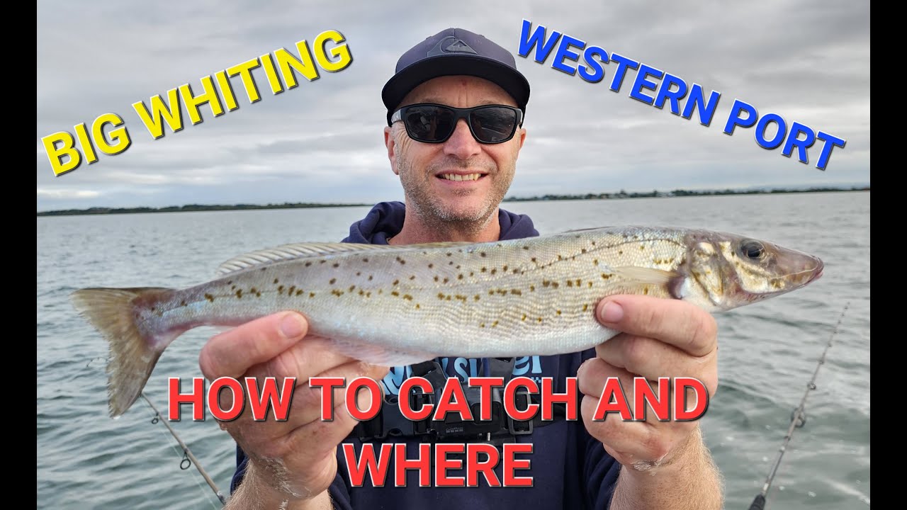 WHITING FISHING | WESTERN PORT | BIG WHITING - YouTube
