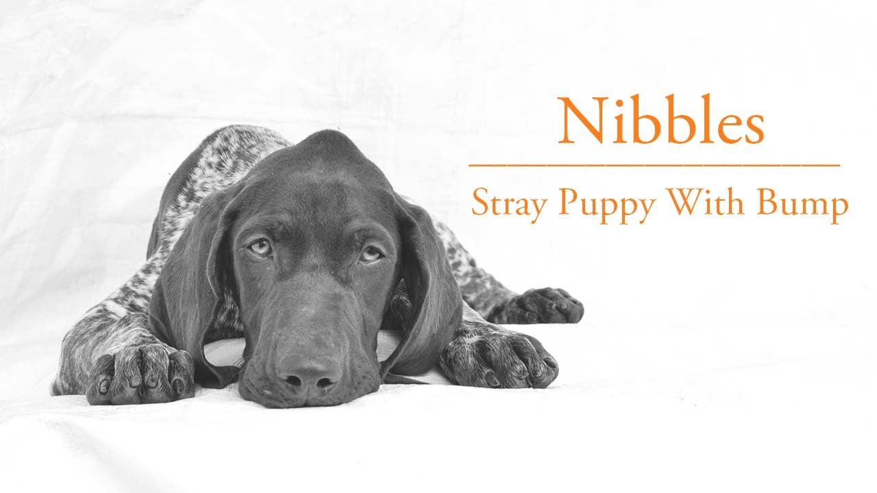 Nibbles:🐶A Remarkable Rescue Story Of An Injured Puppy #puppyvideos ...