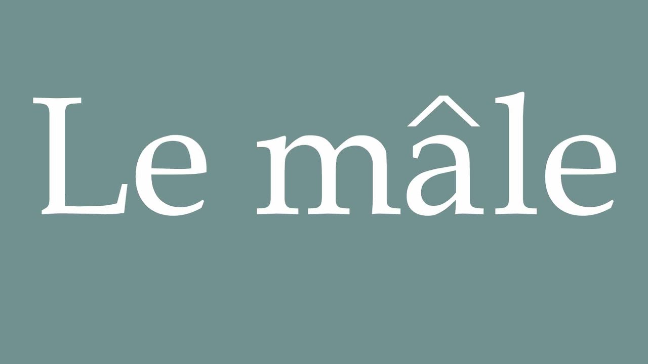 How to Pronounce ''Le mâle'' (The male) Correctly in French - YouTube