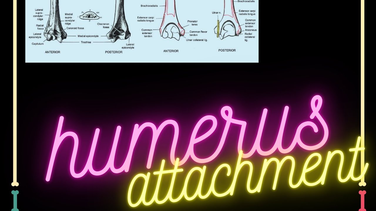 #anatomy muscle attachment of the humerus..... - YouTube