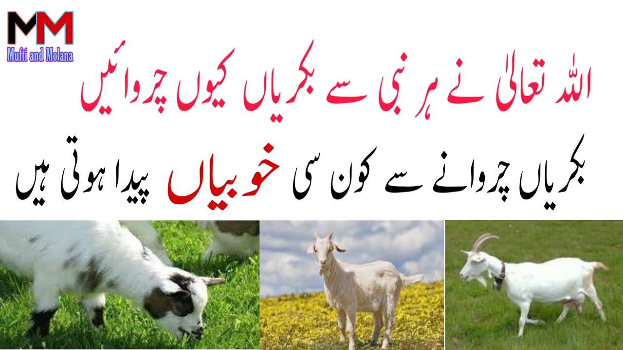 Why did Allah Almighty graze goats from every prophet?اللہ تعالیٰ نے ہر ...