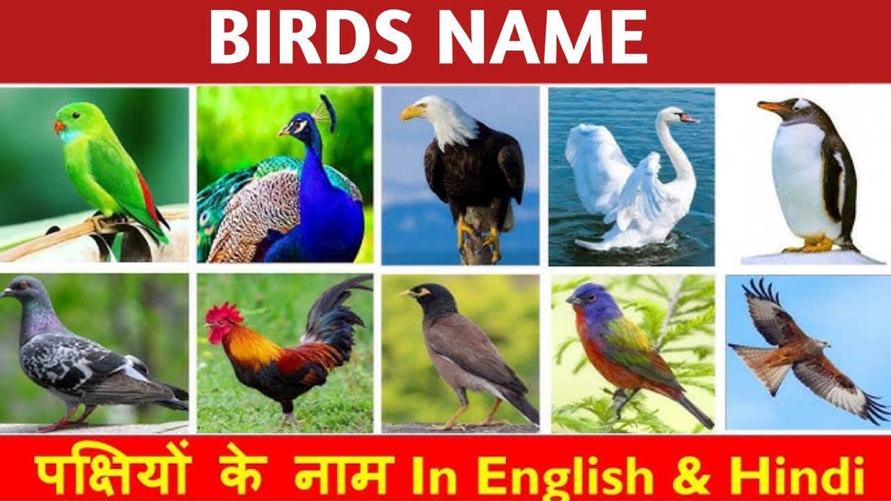 Birds name in hindi and english, पक्षियों के नाम, pakshiyon ke naam ...