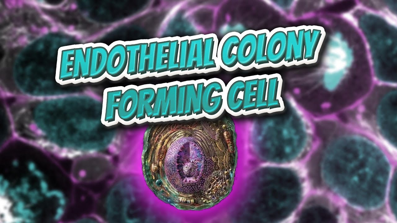 Endothelial colony forming cell (Everything Human Cells) 💬👁️🕺🔎 - YouTube