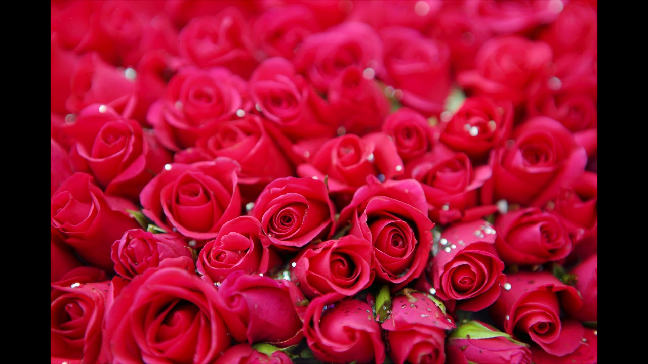 Romantic Meditation 2: Roses - YouTube