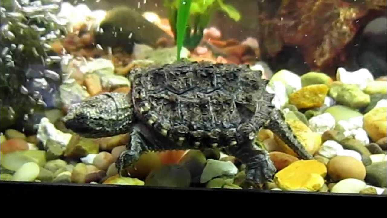 Small Juvenile Common Snapping Turtle with its scutes shedding - YouTube