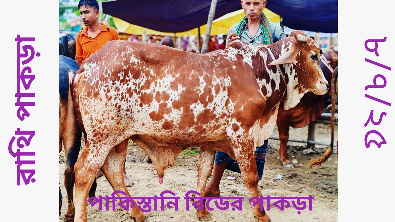 #পাঁচবিবি হাটে দুর্দান্ত পাকড়া গরু Pakistani breed pakra goru #cow # ...
