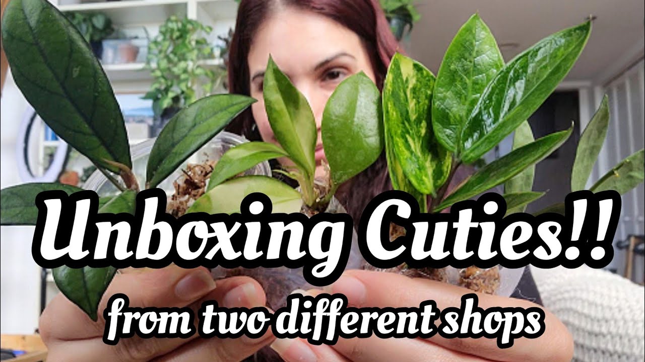 PLANT MAIL!! ☺️ Hoya & Varigeted Plants from ClayandCanvasCo + Geronimo ...