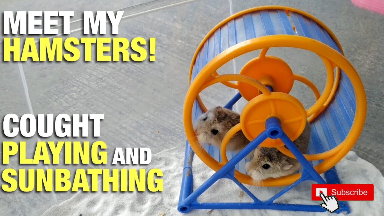 HAMSTER PLAYING AND SUNBATHING - YouTube