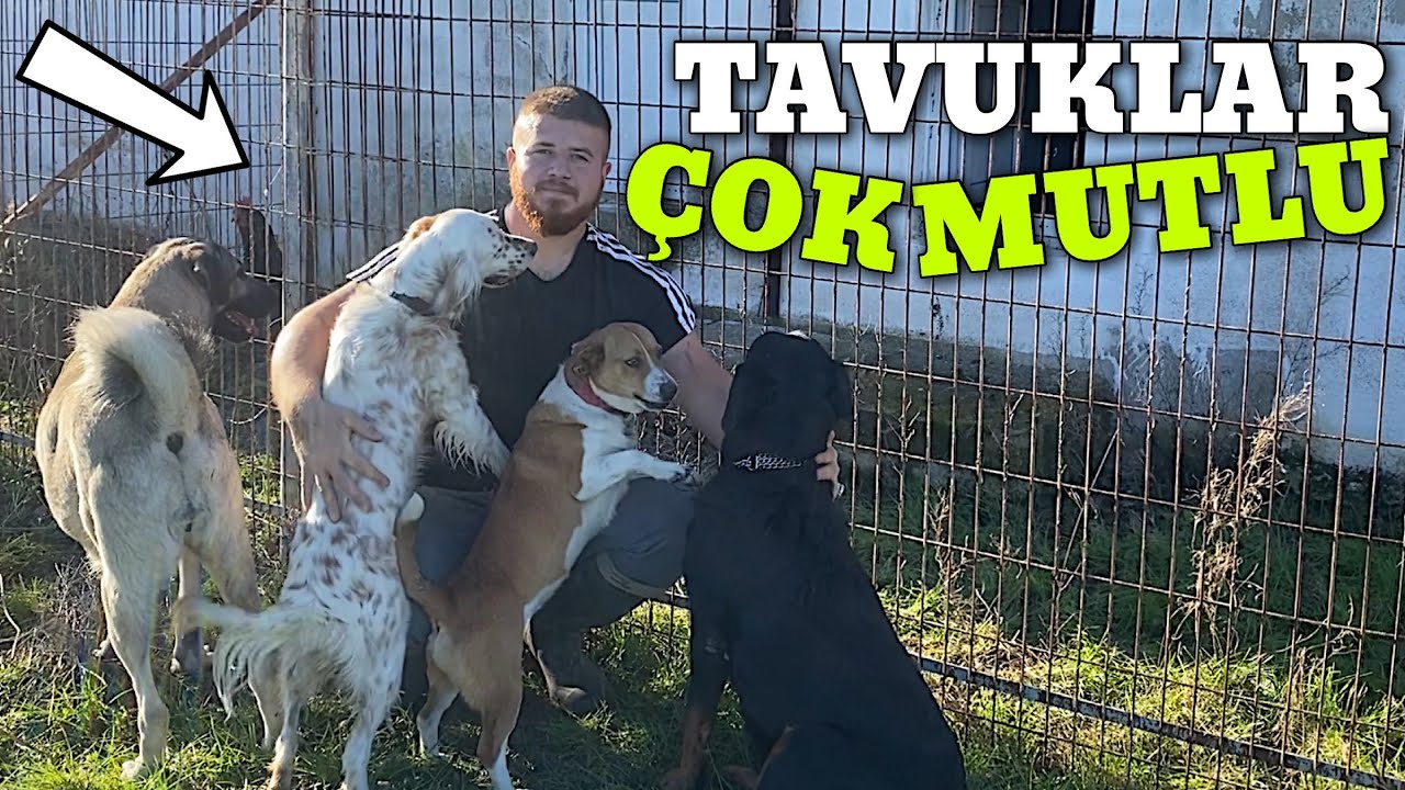Yeni Tavuk Kümesi Hazırladım Hepsini Taşıdım MUHTEŞEM OLDU! - YouTube