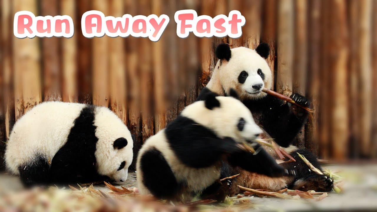 How Fast Can The Panda Baby Run Away From “Danger”? | iPanda - YouTube