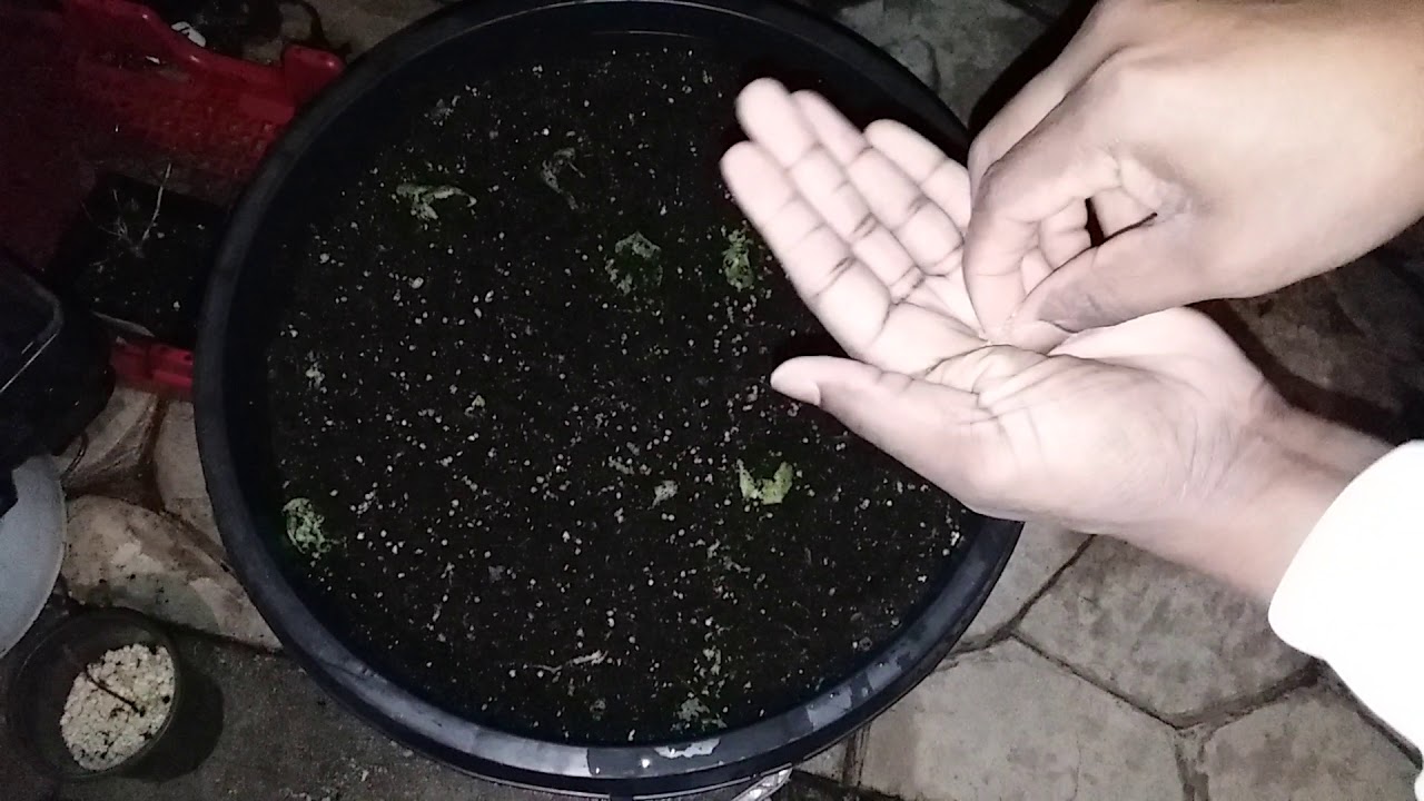 Full Moon & Root Crops 🤔 - YouTube