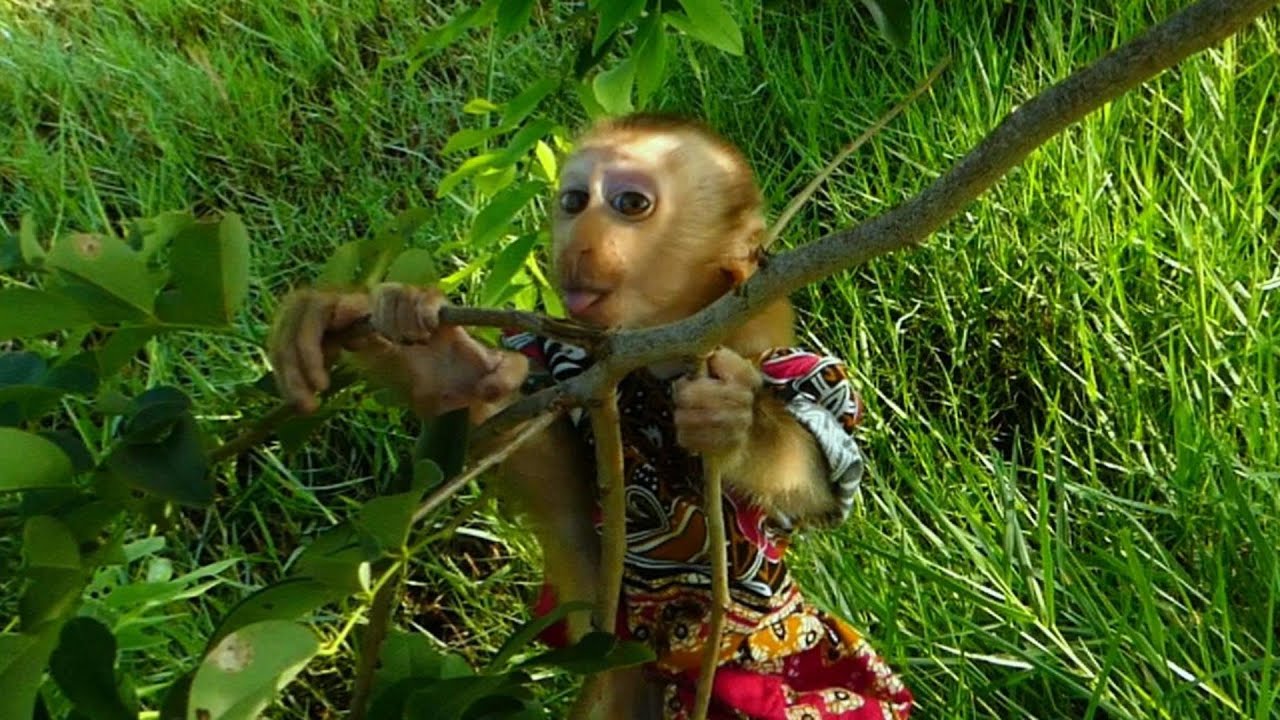 Baby monkey Monika failed reaction learns to climb a tree - YouTube