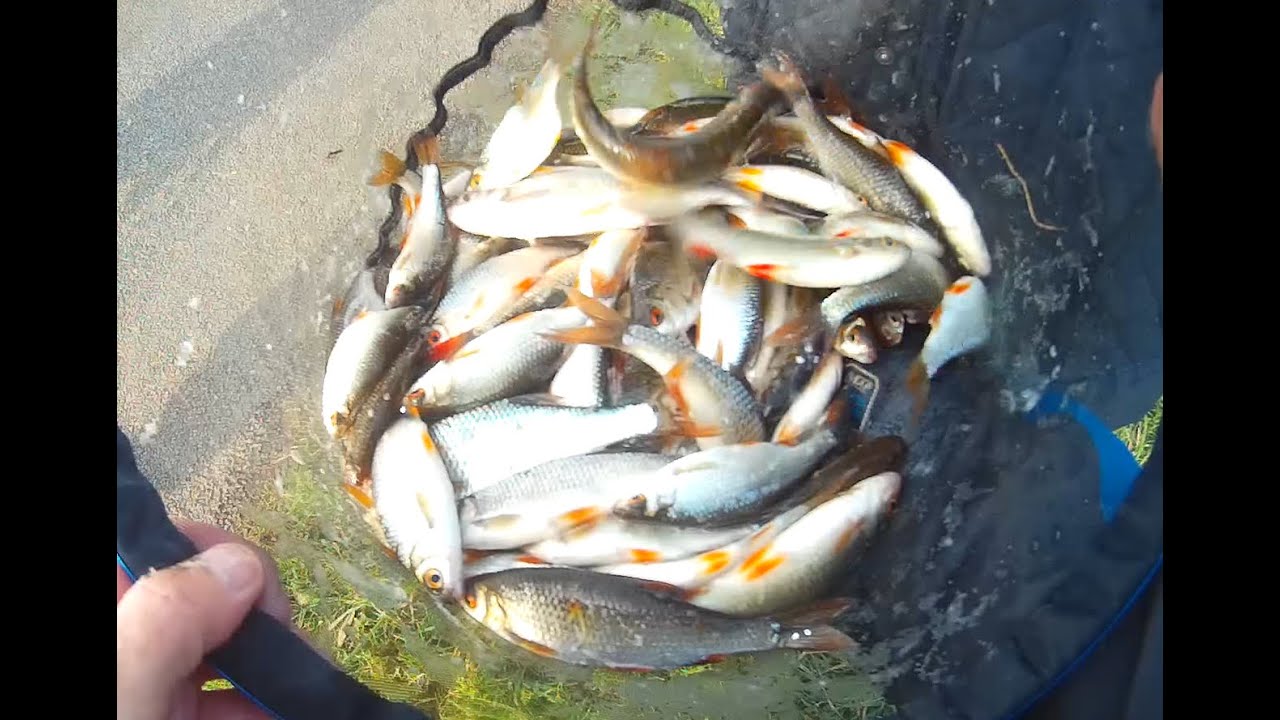 Whip & Bread Punch Fishing on the River Steeping - YouTube