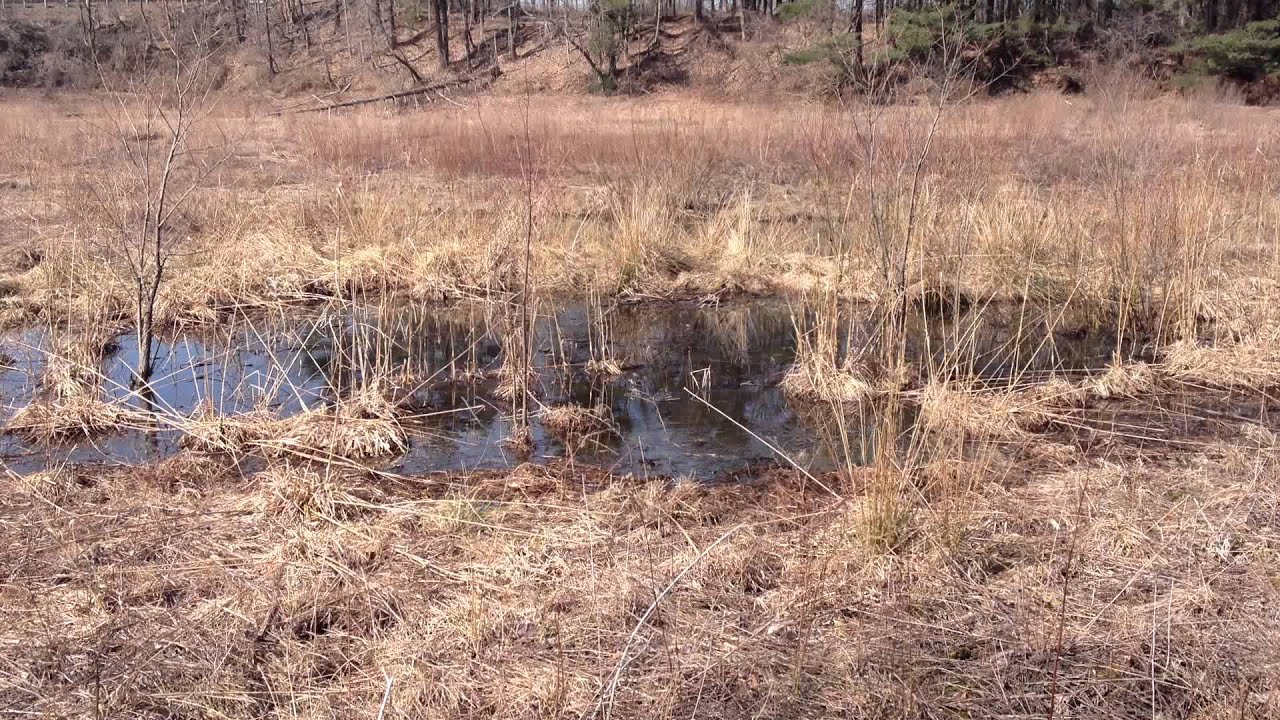 Spring Peepers in Northeast Ohio - YouTube