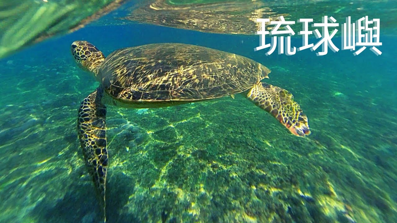 The Sea Turtles of Xiaoliuqiu TAIWAN || 琉球嶼海龜 - YouTube