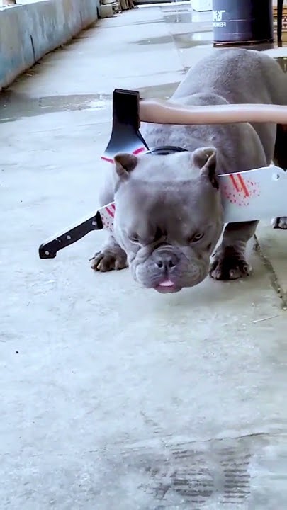 Injured dog #shorts #dogwipet - YouTube