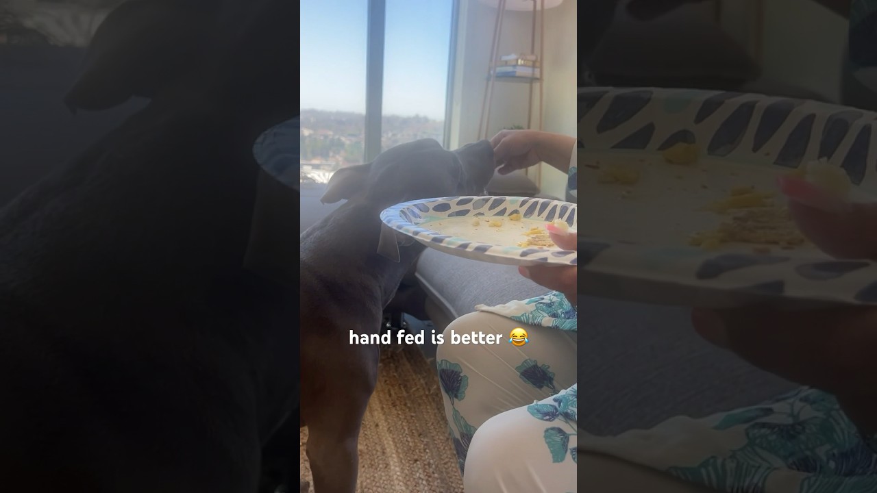 hand feeding pit bull - YouTube