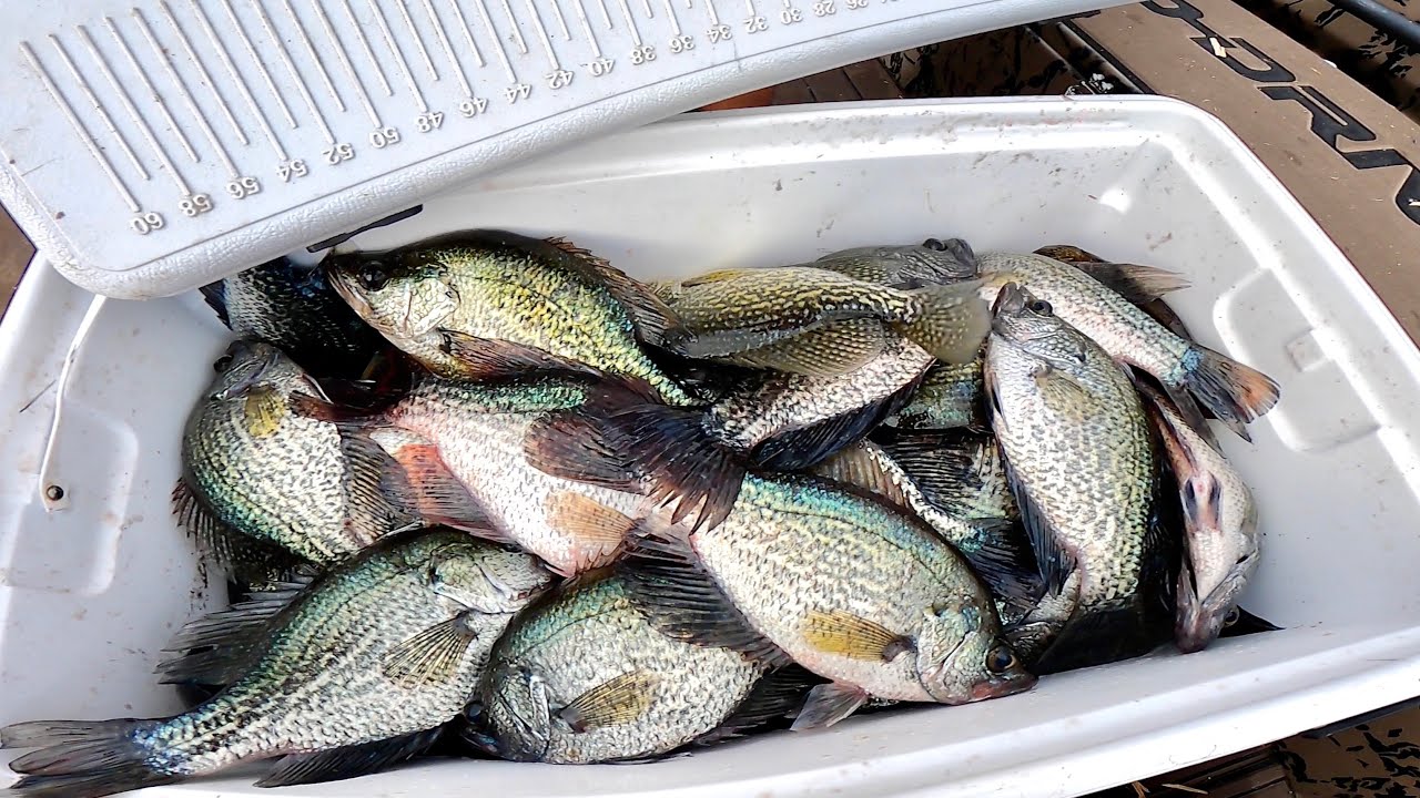 How To Catch, Clean, Cook and Properly Freeze *CRAPPIE* - YouTube