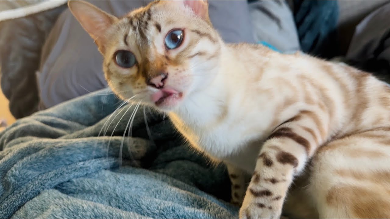 Kitty gets so happy that she drools! Best meows and purrs! - YouTube