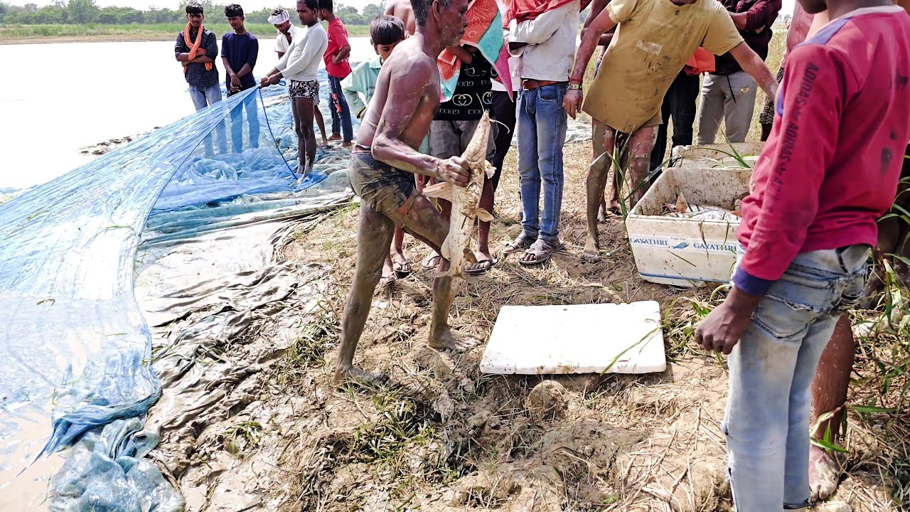Mahajaal Fishing In Rapti River || Best Fishing Video | Rapti River ...