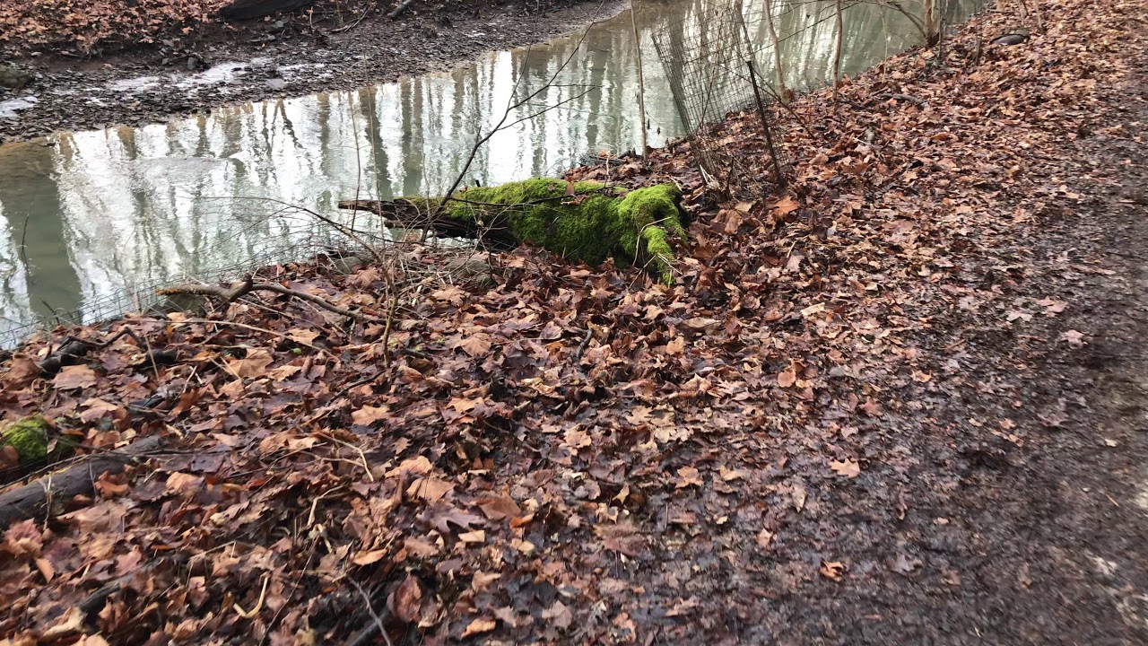 Weird Moss Covered Log Or Crocodile - YouTube