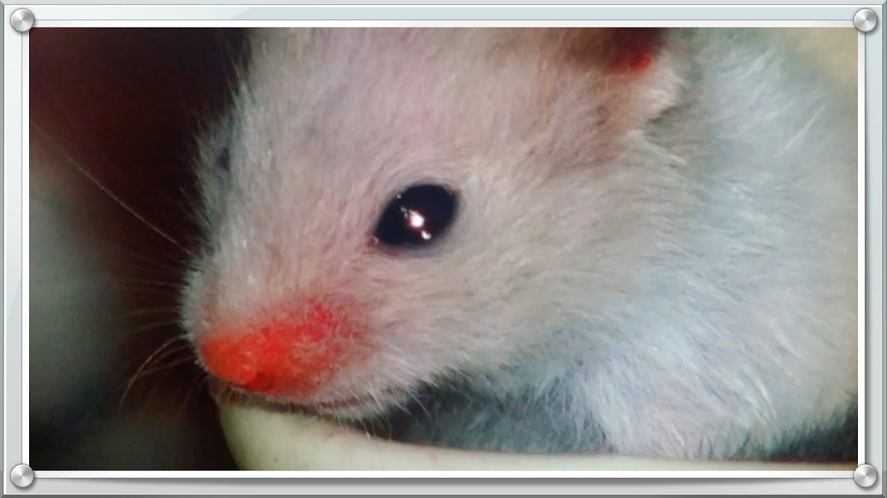 [햄스터]84탄.Hamster sheding the tear. 눈물 흘리는 골든햄스터 아기들 - YouTube