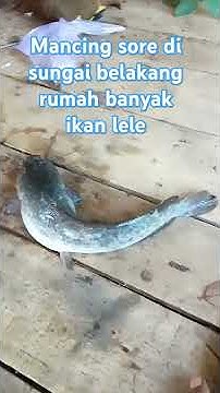 mancing lele di sungai - YouTube