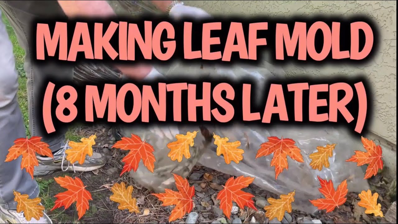MAKING LEAF MOLD (8 MONTHS LATER) - YouTube
