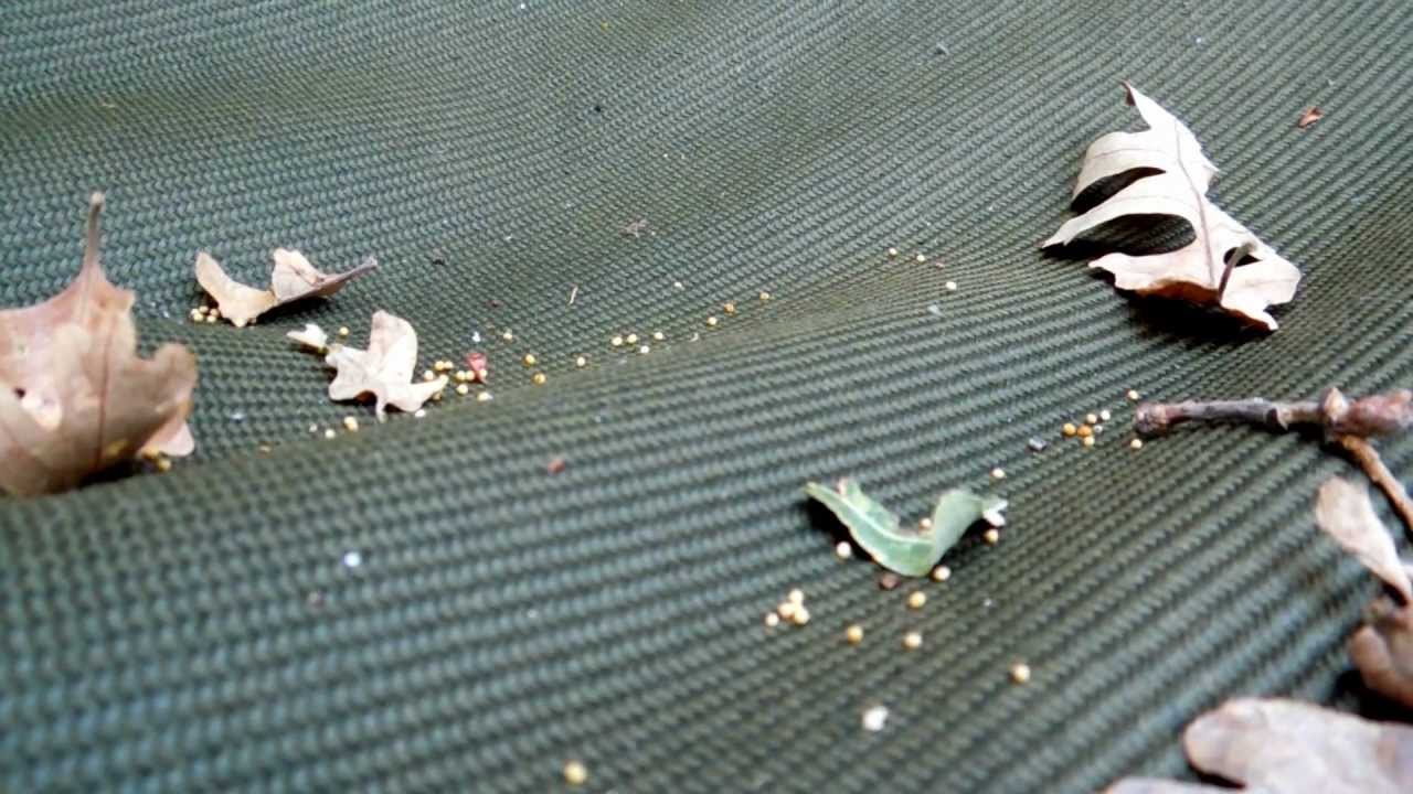 Jumping Oak Gall Wasp Larvae - YouTube