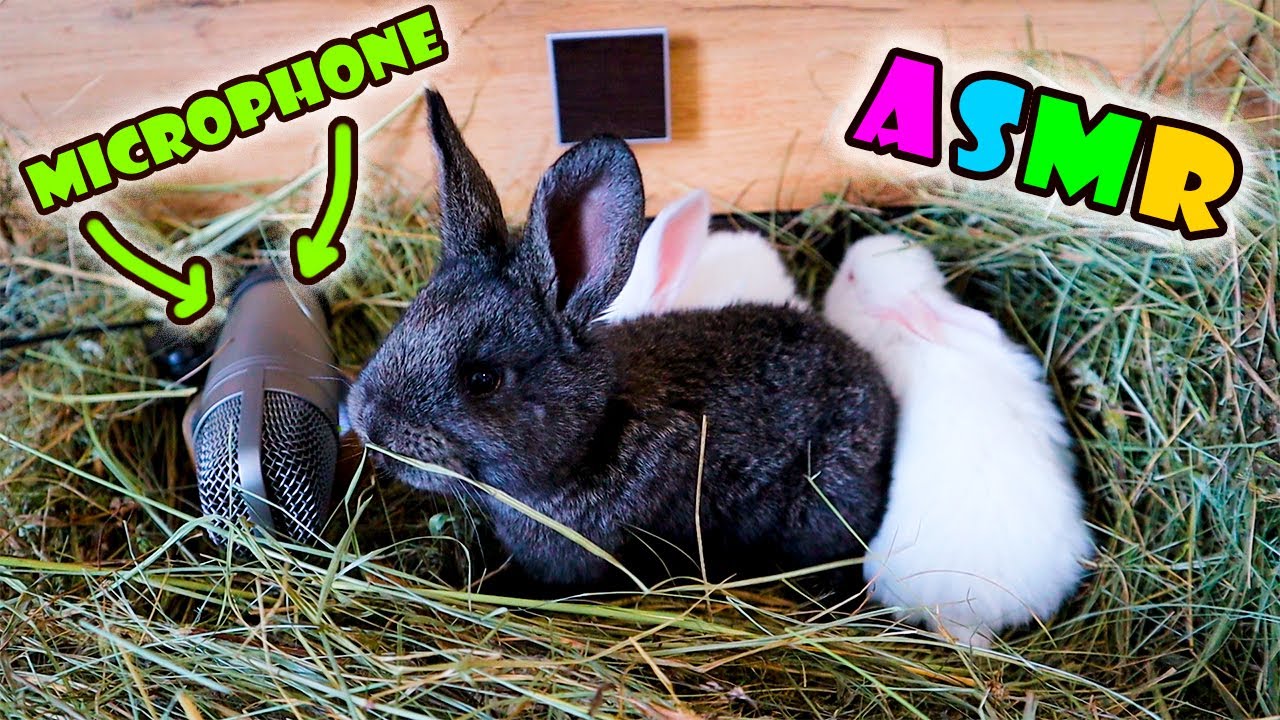 ASMR little Rabbits eat Hay. ASMR with real Animals. - YouTube